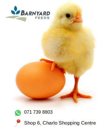 Day old chicks 50/box | Barnyard Feeds